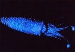 Firefly Squid - Facts, Habitat, Diet, Adaptations, Pictures