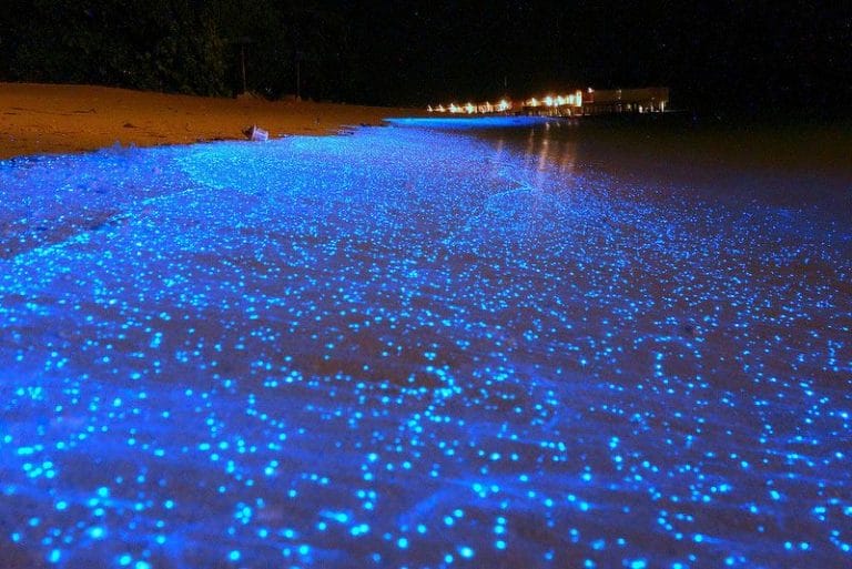 Firefly Squid - Facts, Habitat, Diet, Adaptations, Pictures