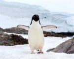 Penguin Facts, Types, Habitat, Diet, Adaptations, Pictures