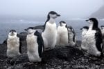Penguin Facts, Types, Habitat, Diet, Adaptations, Pictures