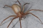 Chilean Recluse Spider - Facts, Distribution, Bite, Pictures