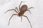 Chilean Recluse Spider - Facts, Distribution, Bite, Pictures
