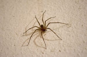 Chilean Recluse Spider - Facts, Distribution, Bite, Pictures