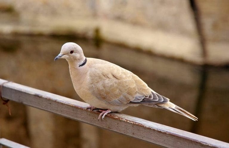 Eurasian Collared Dove - Facts, Range, Habitat, Diet, Pictures