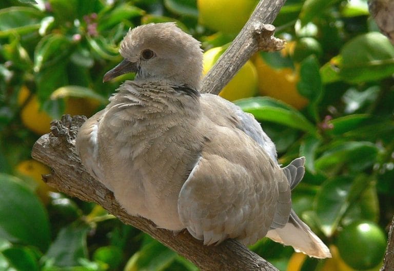 Eurasian Collared Dove - Facts, Range, Habitat, Diet, Pictures