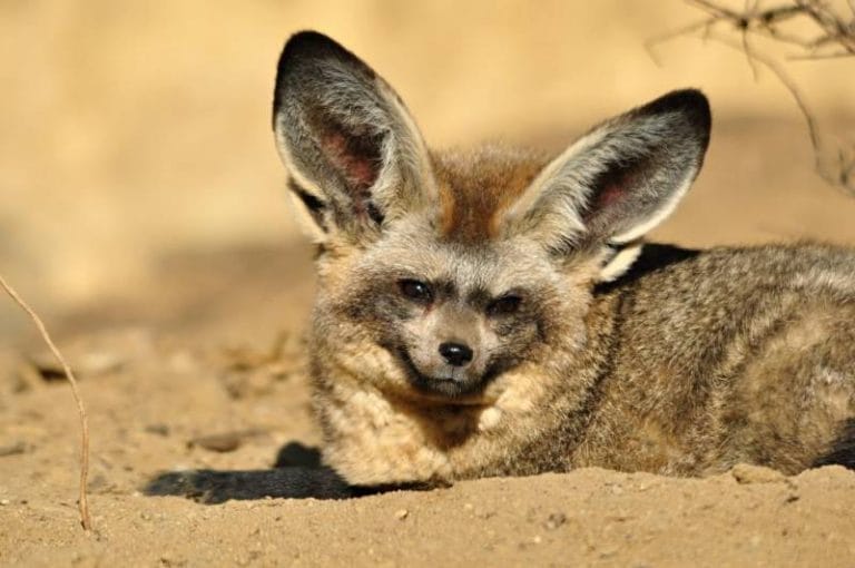 African Animals - List, Facts, Conservation Status, Pictures, Chart