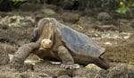 Galapagos Islands Animals - List, Facts, and Pictures