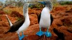 Galapagos Islands Animals - List, Facts, and Pictures