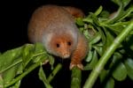 Australian Animals - List, Types, Facts, Conservation, Pictures, and More