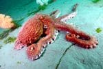 Giant Pacific Octopus - Facts, Habitat, Diet, Life Cycle, Pictures