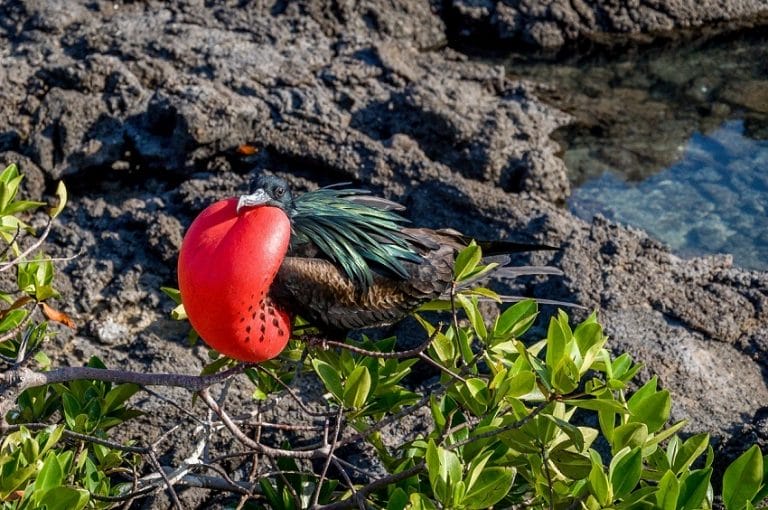 Galapagos Islands Animals - List, Facts, and Pictures