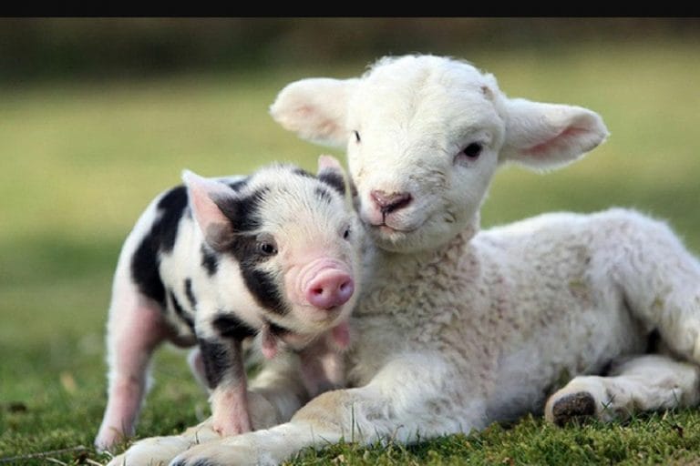Farm Animals List, Facts, Pictures, and More