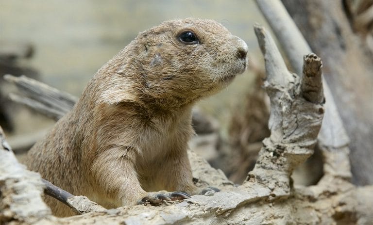 Black-Tailed Prairie Dog - Facts, Habitat, Diet, Life Cycle, Pictures