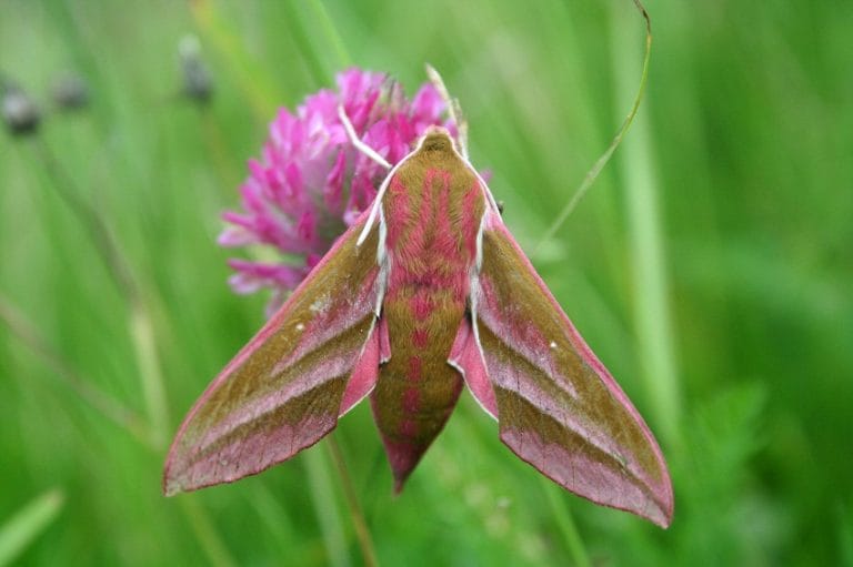 Elephant Hawk Moth - Facts, Habitat, Diet, Life Cycle, Pictures