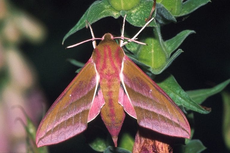 Elephant Hawk Moth - Facts, Habitat, Diet, Life Cycle, Pictures