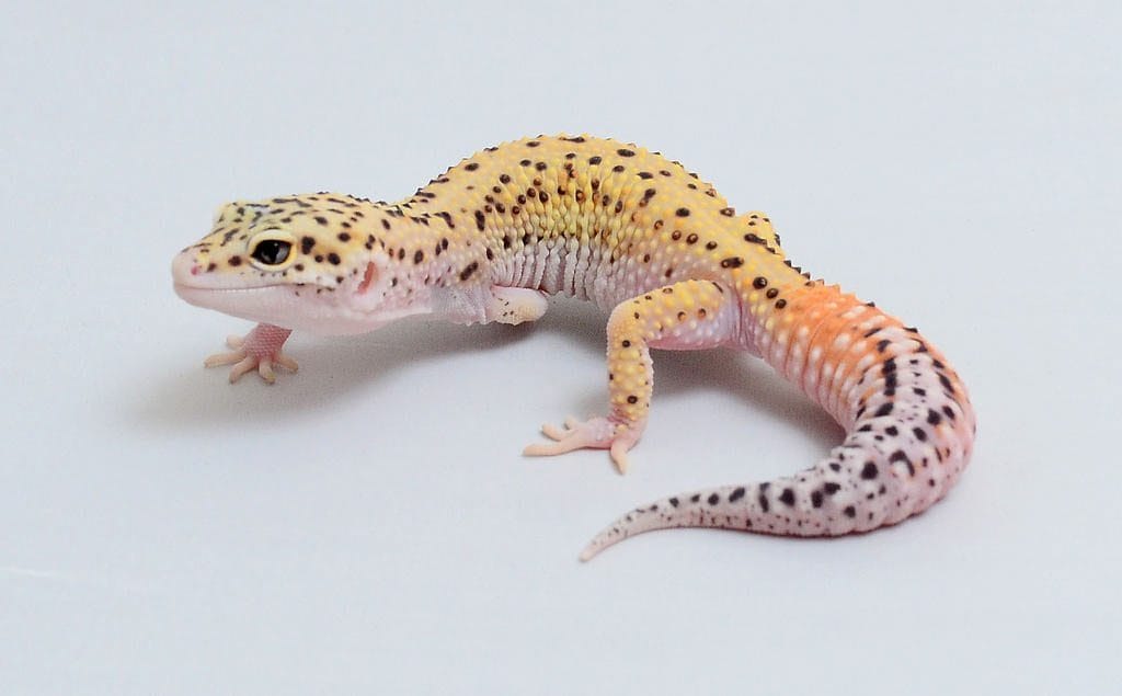 Common Leopard Gecko - Facts, Habitat, Diet, Lifespan, Pictures