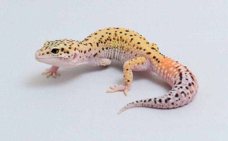Common Leopard Gecko - Facts, Habitat, Diet, Lifespan, Pictures