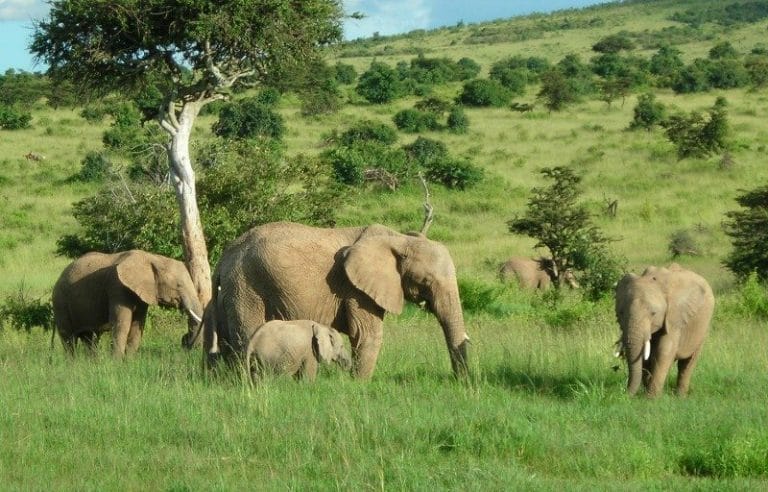 African Forest Elephant - Facts, Habitat, Diet, Pictures, and More