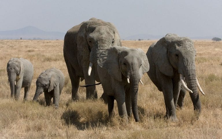 African Forest Elephant - Facts, Habitat, Diet, Pictures, and More