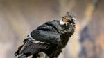 Andean Condor - Facts, Range, Habitat, Pictures, and More