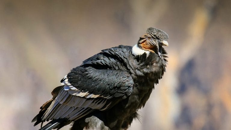 Andean Condor - Facts, Range, Habitat, Pictures, and More
