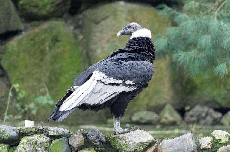 Andean Condor - Facts, Range, Habitat, Pictures, and More