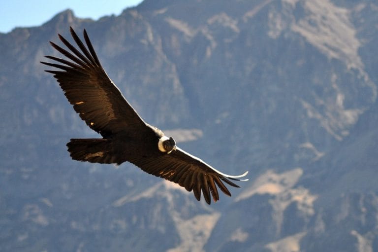 Andean Condor - Facts, Range, Habitat, Pictures, and More