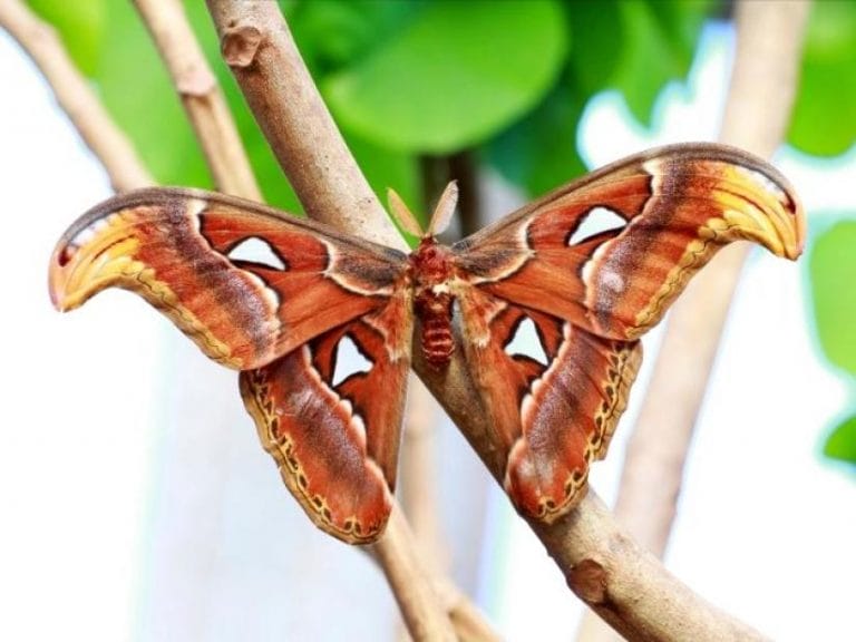 Atlas Moth - Facts, Habitat, Diet, Life Cycle, Pictures, and More