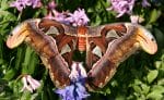 Atlas Moth - Facts, Habitat, Diet, Life Cycle, Pictures, and More