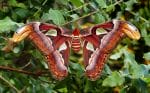 Atlas Moth - Facts, Habitat, Diet, Life Cycle, Pictures, and More