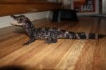 Dwarf Caiman - Facts, Distribution, Habitat, Diet, Pictures