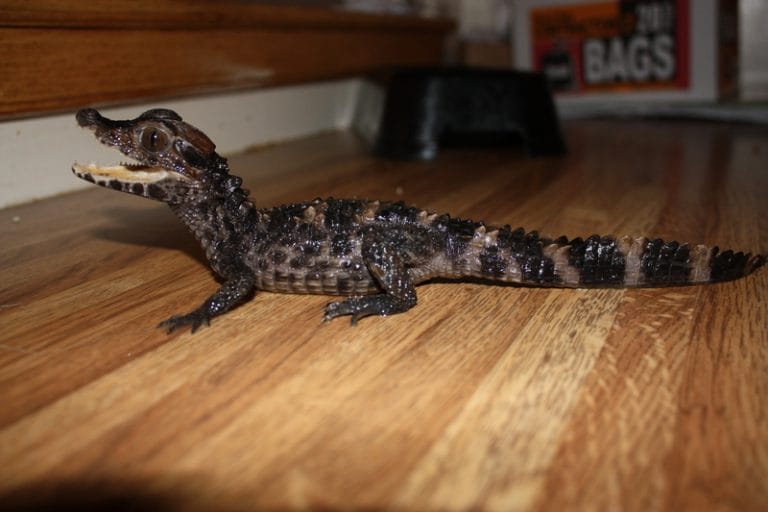 Dwarf Caiman - Facts, Distribution, Habitat, Diet, Pictures