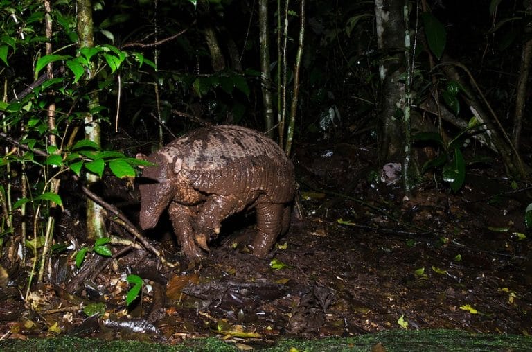 Giant Armadillo - Facts, Habitat, Adaptations, Pictures, and More