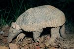 Giant Armadillo - Facts, Habitat, Adaptations, Pictures, and More