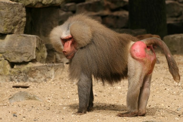 Hamadryas Baboon - Facts, Range, Behavior, Diet, Pictures, and More