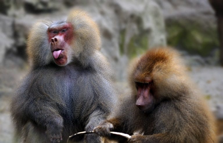 Hamadryas Baboon - Facts, Range, Behavior, Diet, Pictures, and More