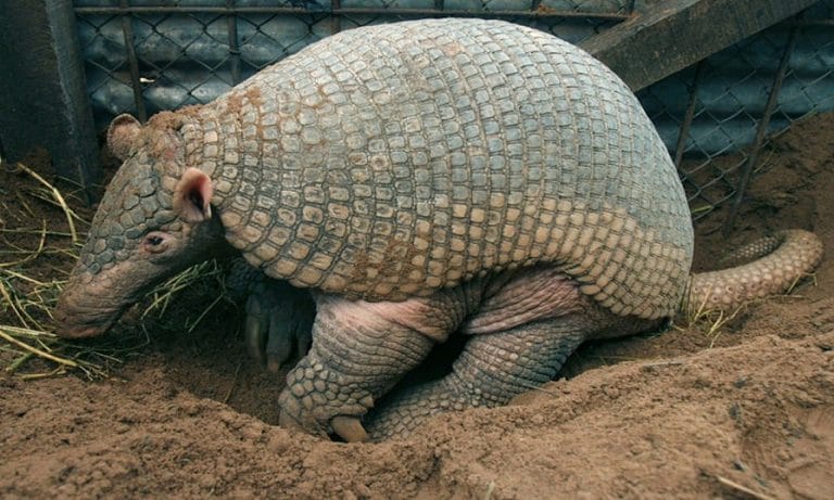 Giant Armadillo - Facts, Habitat, Adaptations, Pictures, and More
