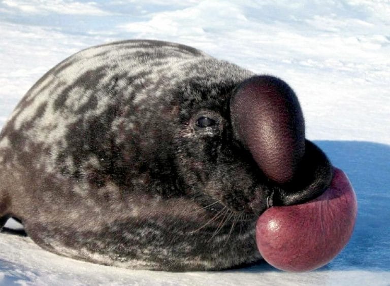 Mammals - Facts, Characteristics, Anatomy and Pictures