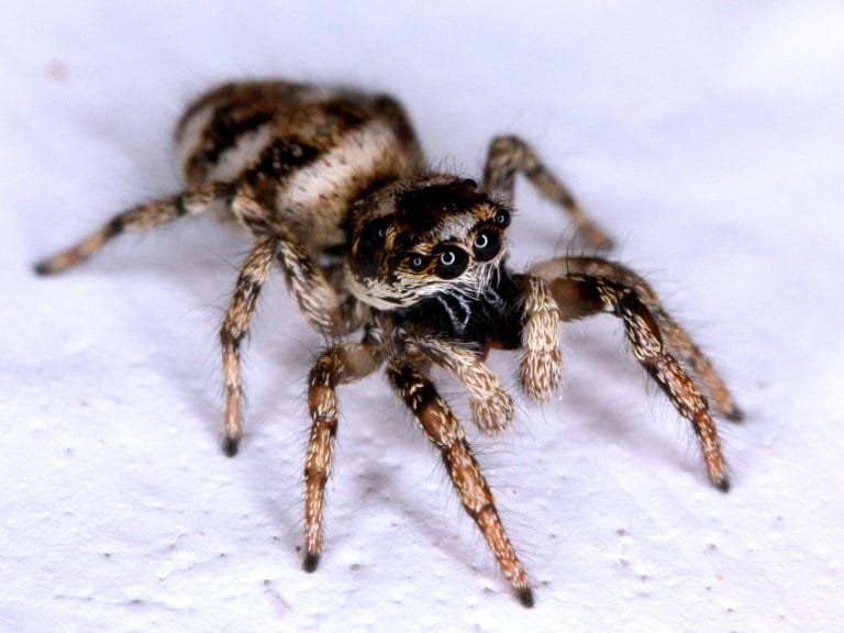 Zebra Spider - Facts, Habitat, Diet, Adaptations, Pictures