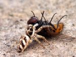 Zebra Spider - Facts, Habitat, Diet, Adaptations, Pictures