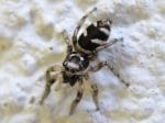 Zebra Spider - Facts, Habitat, Diet, Adaptations, Pictures