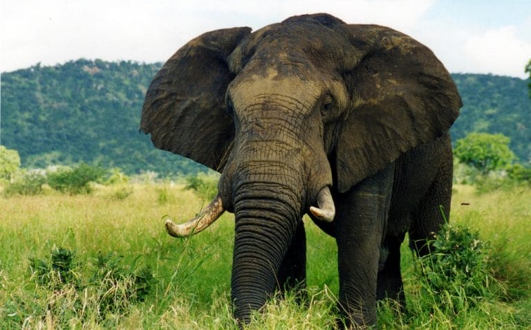 African Bush Elephant - Facts, Habitat, Diet, Life Cycle, Pictures