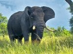 African Bush Elephant - Facts, Habitat, Diet, Life Cycle, Pictures