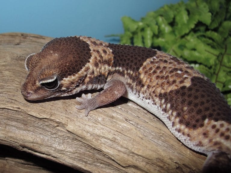 Gargoyle Gecko - Facts, Habitat, Diet, Life Cycle, Pictures