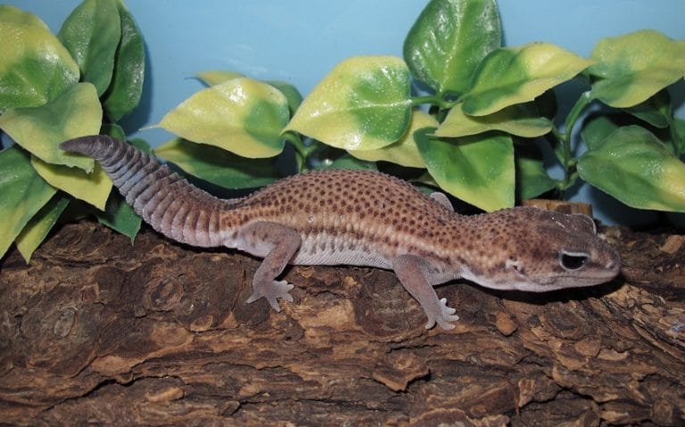 African Fat-Tailed Gecko - Facts, Habitat, Diet, Life Cycle, Pictures