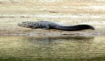 Black Caiman - Facts, Weight, Habitat, Diet, Lifespan, Pictures