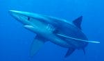 Blue Shark - Facts, Habitat, Diet, Life Cycle, Pictures, and More
