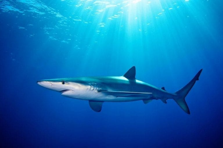 Blue Shark - Facts, Habitat, Diet, Life Cycle, Pictures, and More