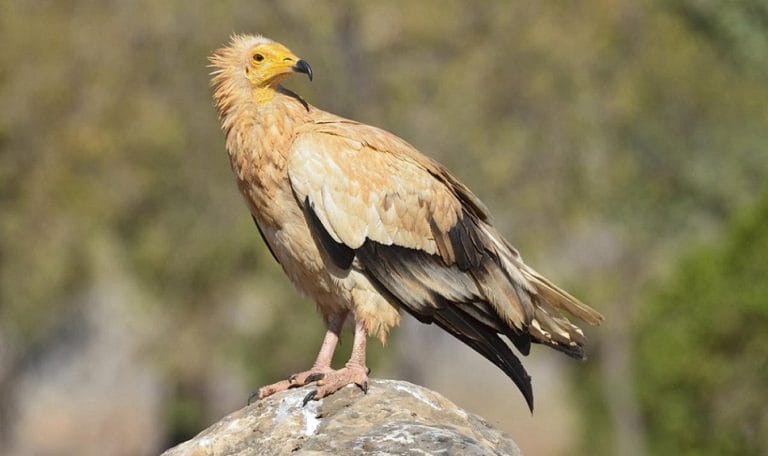 Black Vulture – Facts, Size, Sounds, Habitat, and Pictures