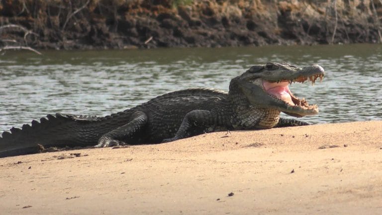 Reptiles - Facts, Characteristics, Anatomy, and Pictures
